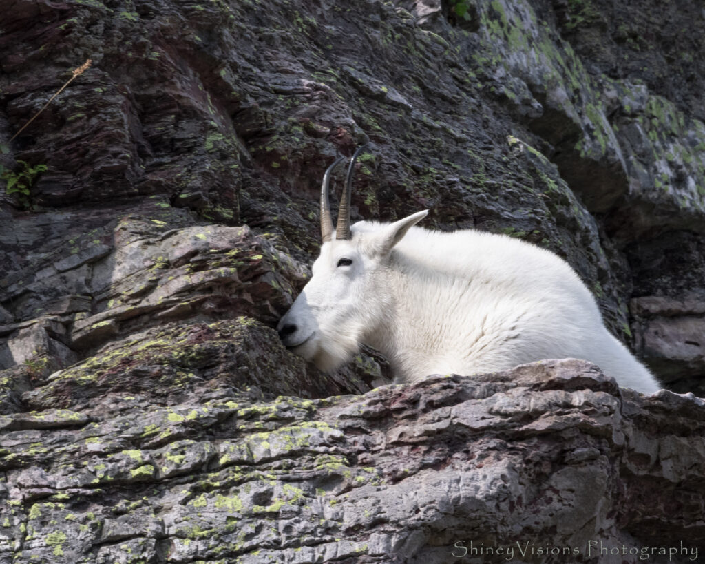 Glacier National Park Part I – An Introduction – ShineyVisions